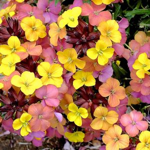 Erysimum Tropical Sunset – New Word Plants