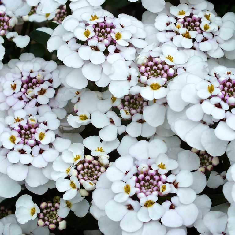 Iberis Masterpiece – New Word Plants