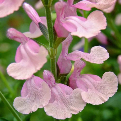 Salvia Lara – New Word Plants