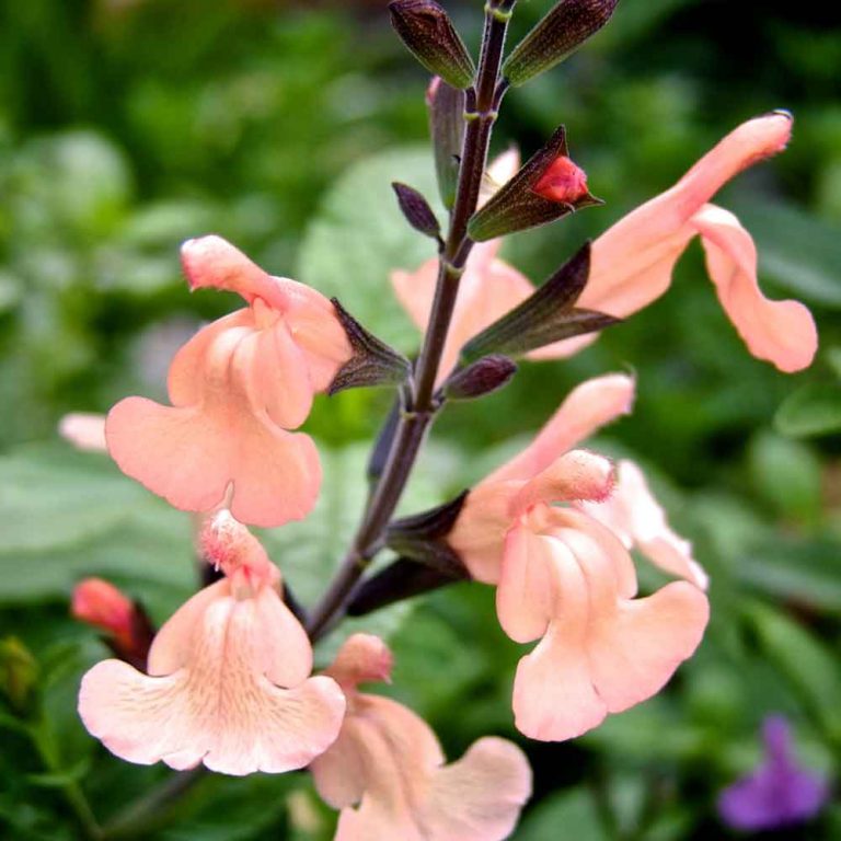 Salvia Peach Parfait New Word Plants