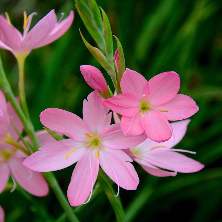 Hesperantha Simply Pink – New Word Plants