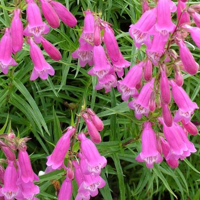 Penstemon Summertime Pink – New Word Plants