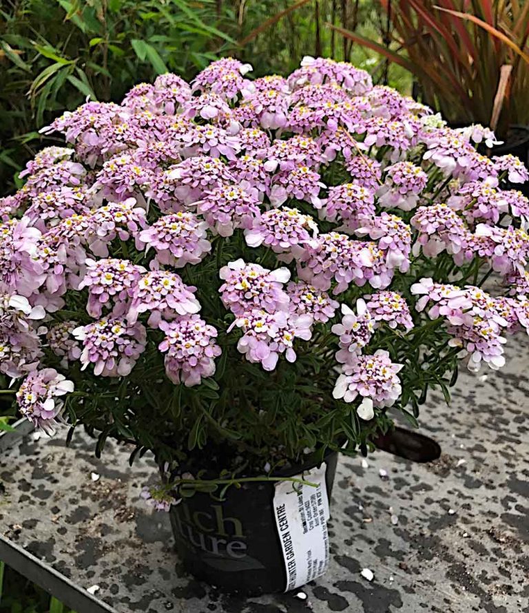 Plants for Containers – New Word Plants